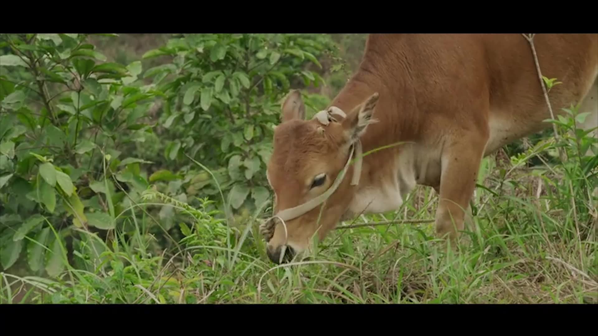 小学《王二小的故事》文章朗诵背景视频