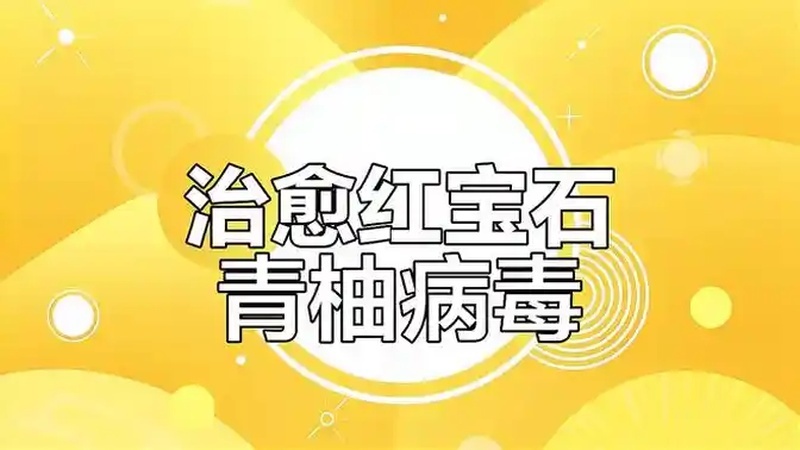 2月红宝石青柚病毒病治疗案例,恢复健康生长