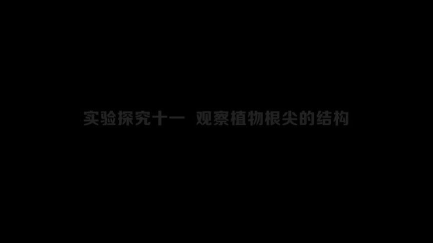 观察植物根尖的结构