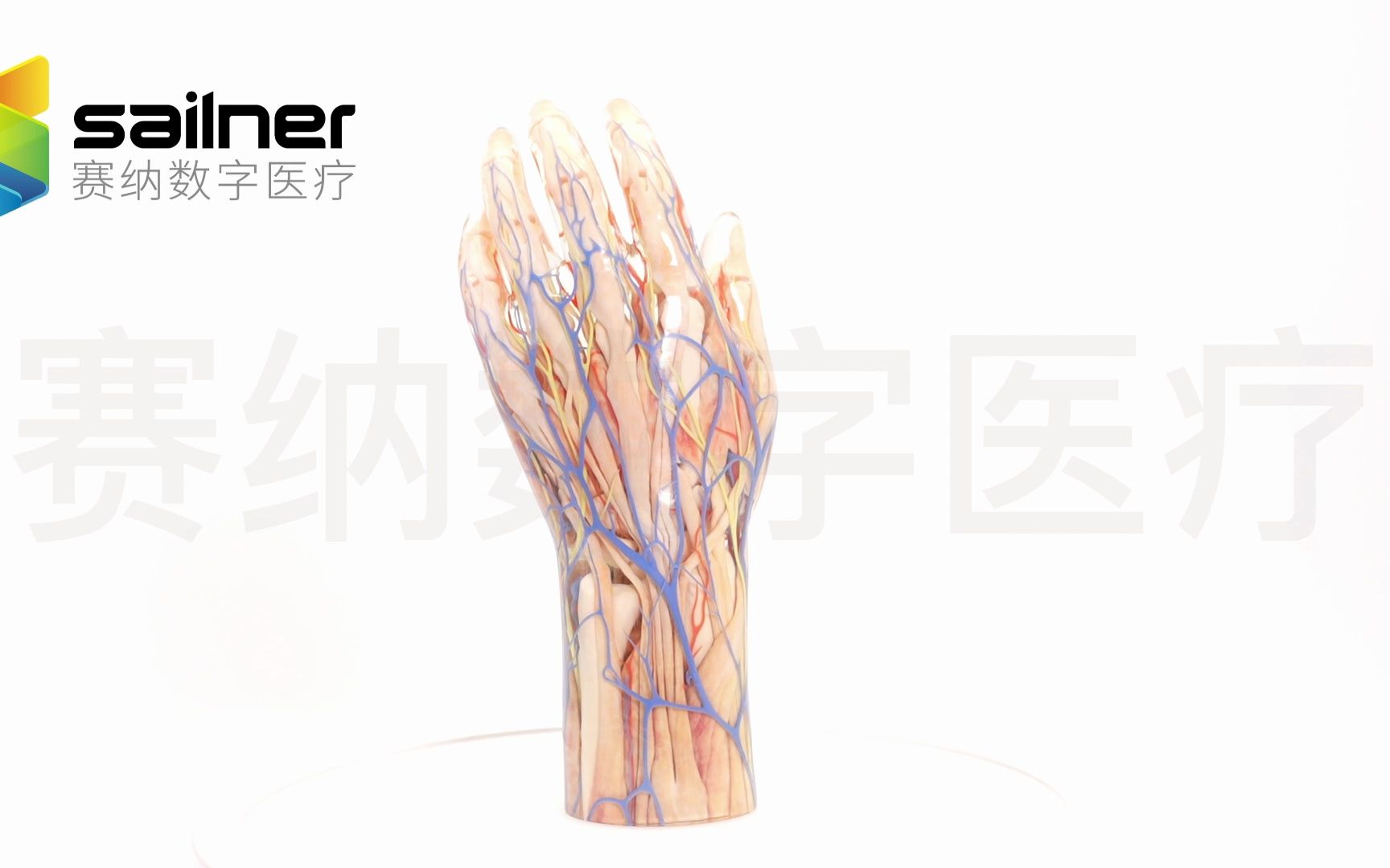 医学解剖模型揭秘——彩色手部血管神经的3D打印模型