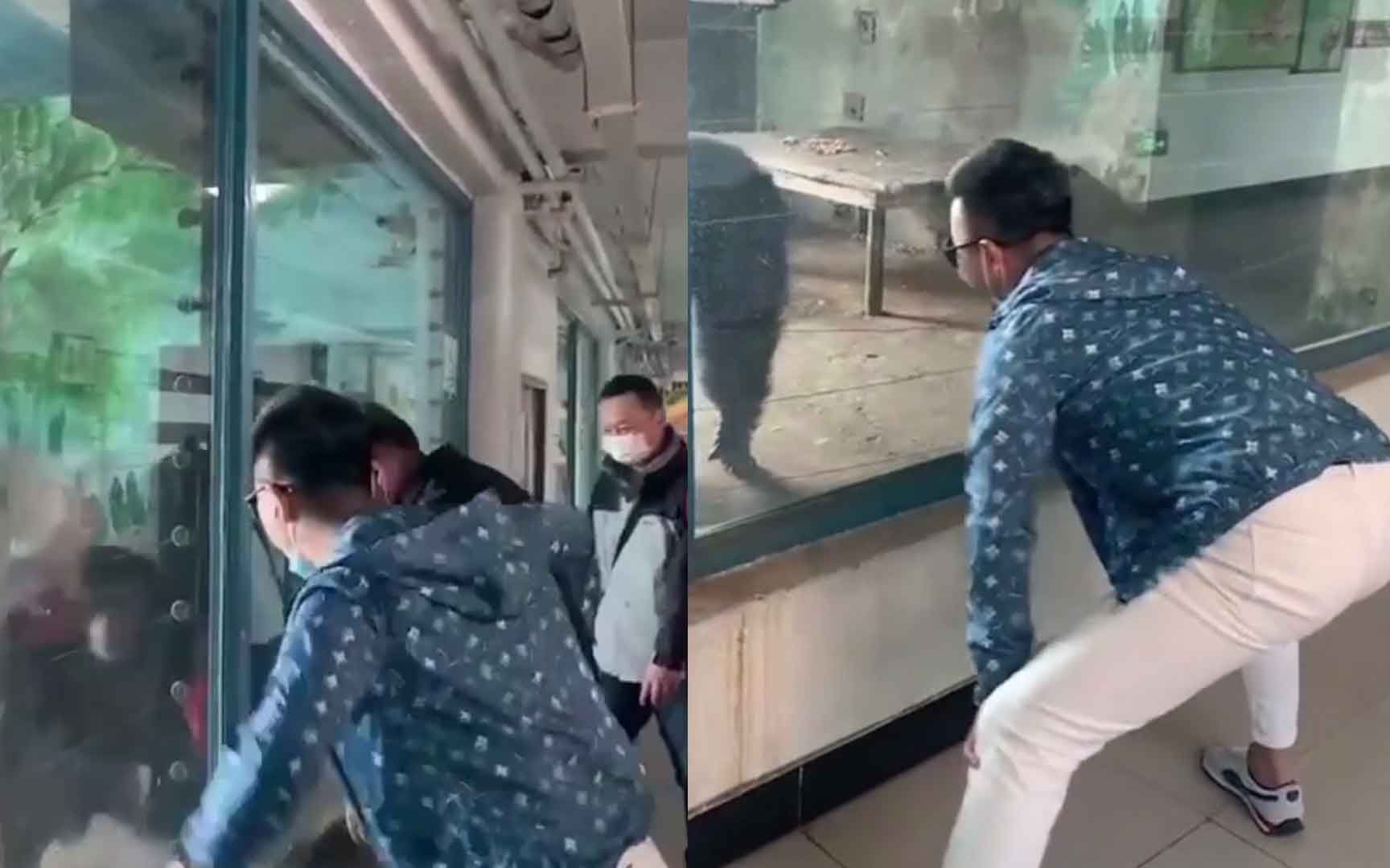男子在动物园与大猩猩相互模仿 动作神同步令网友笑称:还是你会玩