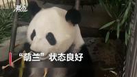 北京动物园熊猫翻墙越狱 工作人员对其进行“批评教育”