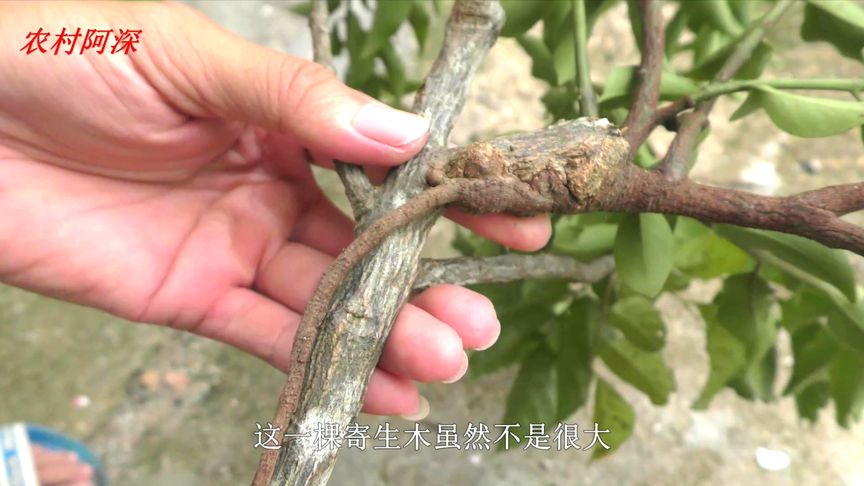 黄皮树寄生，小小一棵就值100元、你还不知道吧