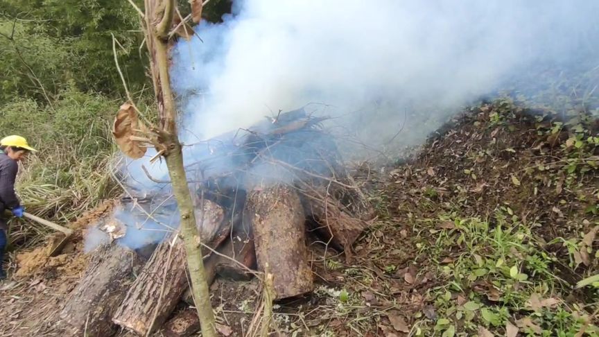 满山遍野的浓烟和油锯声,树木被大量砍伐焚烧