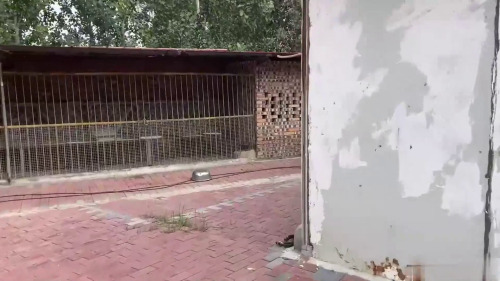 小狗又被狗妈疯狂撕咬,还好主人及时制止!