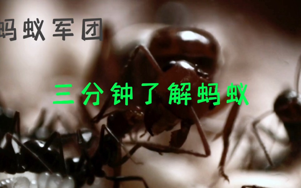 三分钟了解蚂蚁的一生