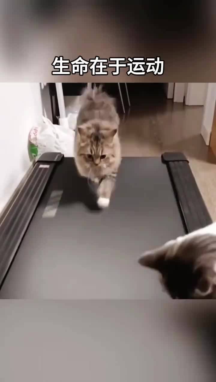 生命在于运动动物的迷惑行为