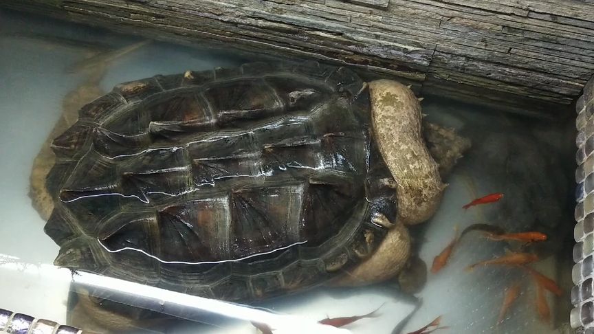 书画名家麻凡饲养的世界最凶狠乌龟…霸王龟,最古老的爬行动物