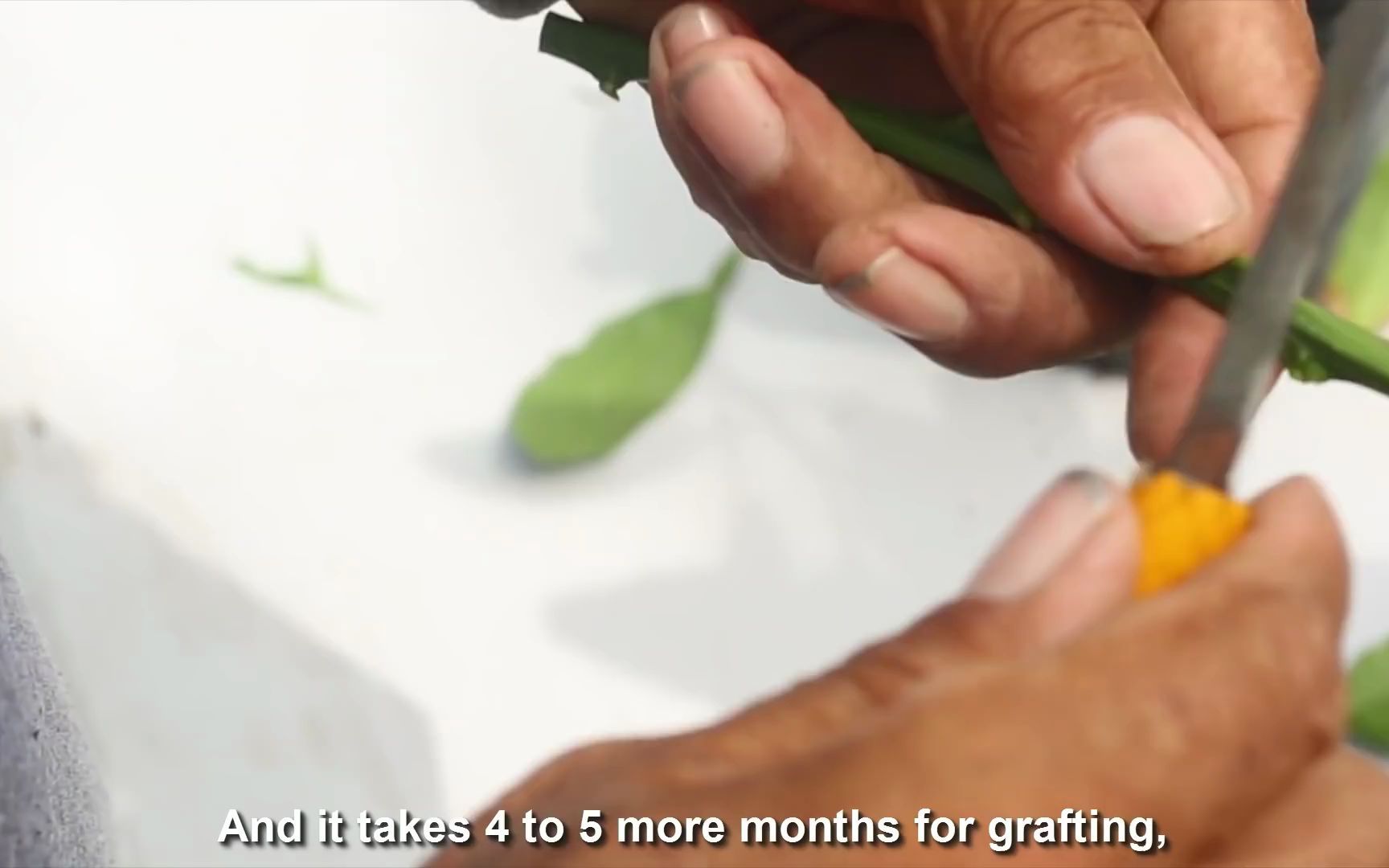Lime Fruit Cultivation Technology - Asian Green Lemon Farming and ...