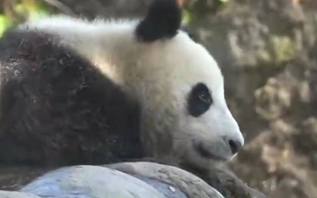 萌萌的大熊猫有凶残的一面吗?