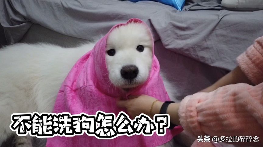 你的狗多少天没洗澡了?学会四步,肺炎期间在家里也能搞定!