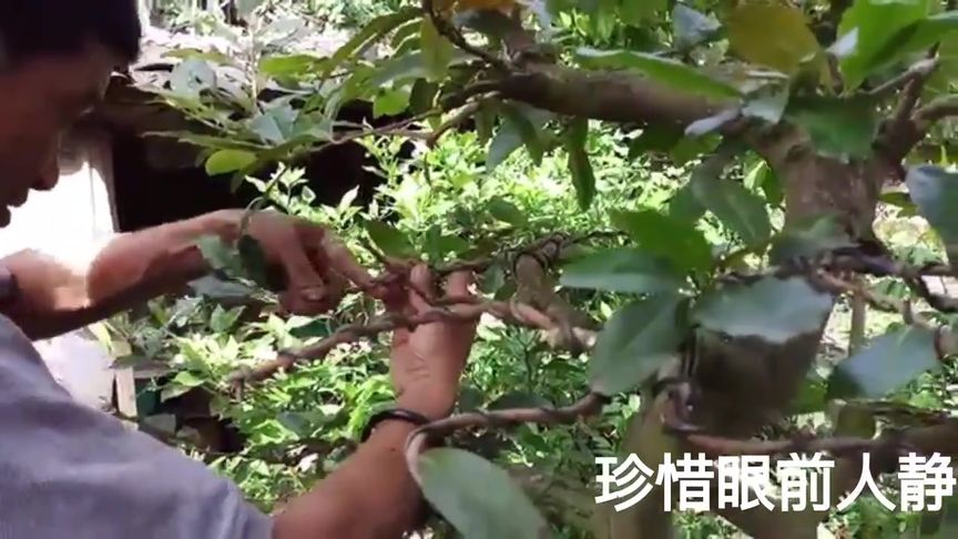 师傅把一小棵芒果树改造成盆景,既能做盆景观赏,又能当水果解渴
