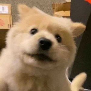 余枳在吃鱼 