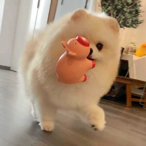 一般通過火畜 