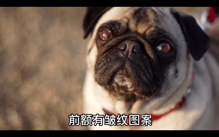 十大适合家养的狗狗(1)这些狗狗很常见,你一定见过!