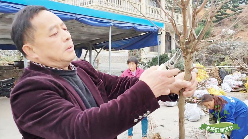 苗木保存的两个简单小技巧,让你运费节省1倍,人工节省2倍