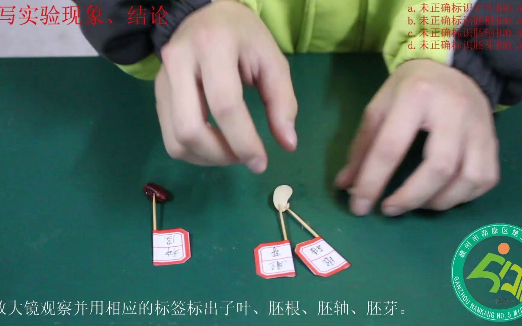 江西省生物实验操作 演示实验 观察菜豆(双子叶植物)种子的结构