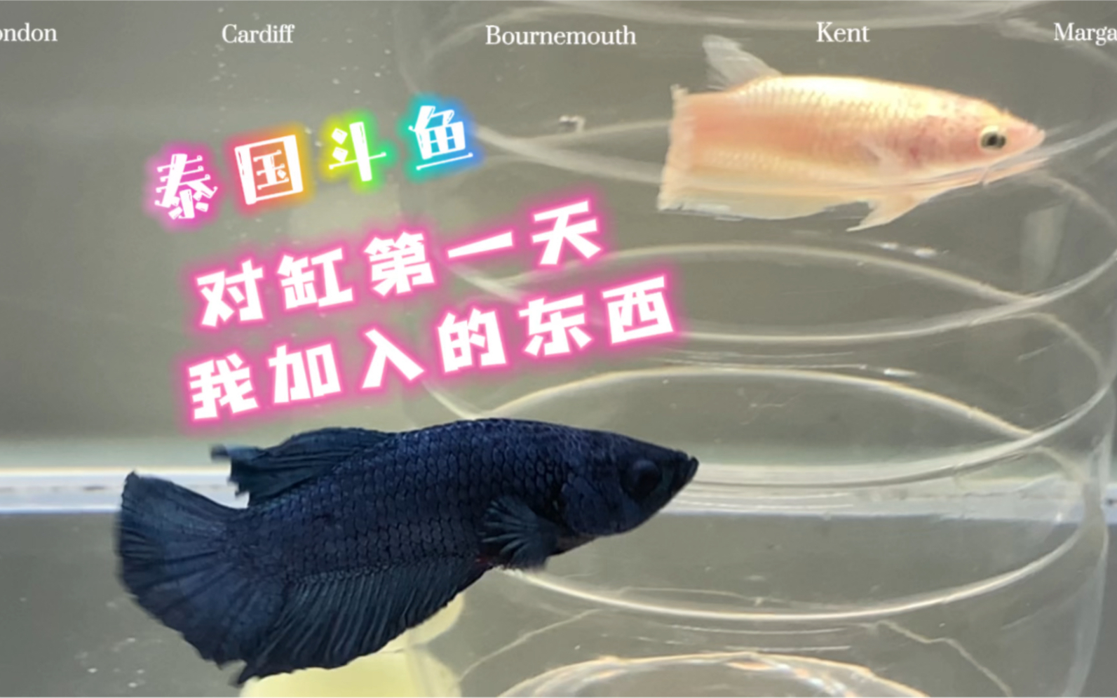 泰国斗鱼对缸第一天,我加入的东西