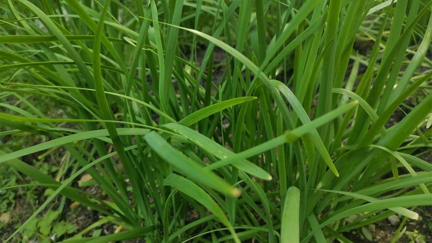 种植韭菜,只需浇点厨房一种水,不施肥打药,茎杆粗壮叶片肥厚