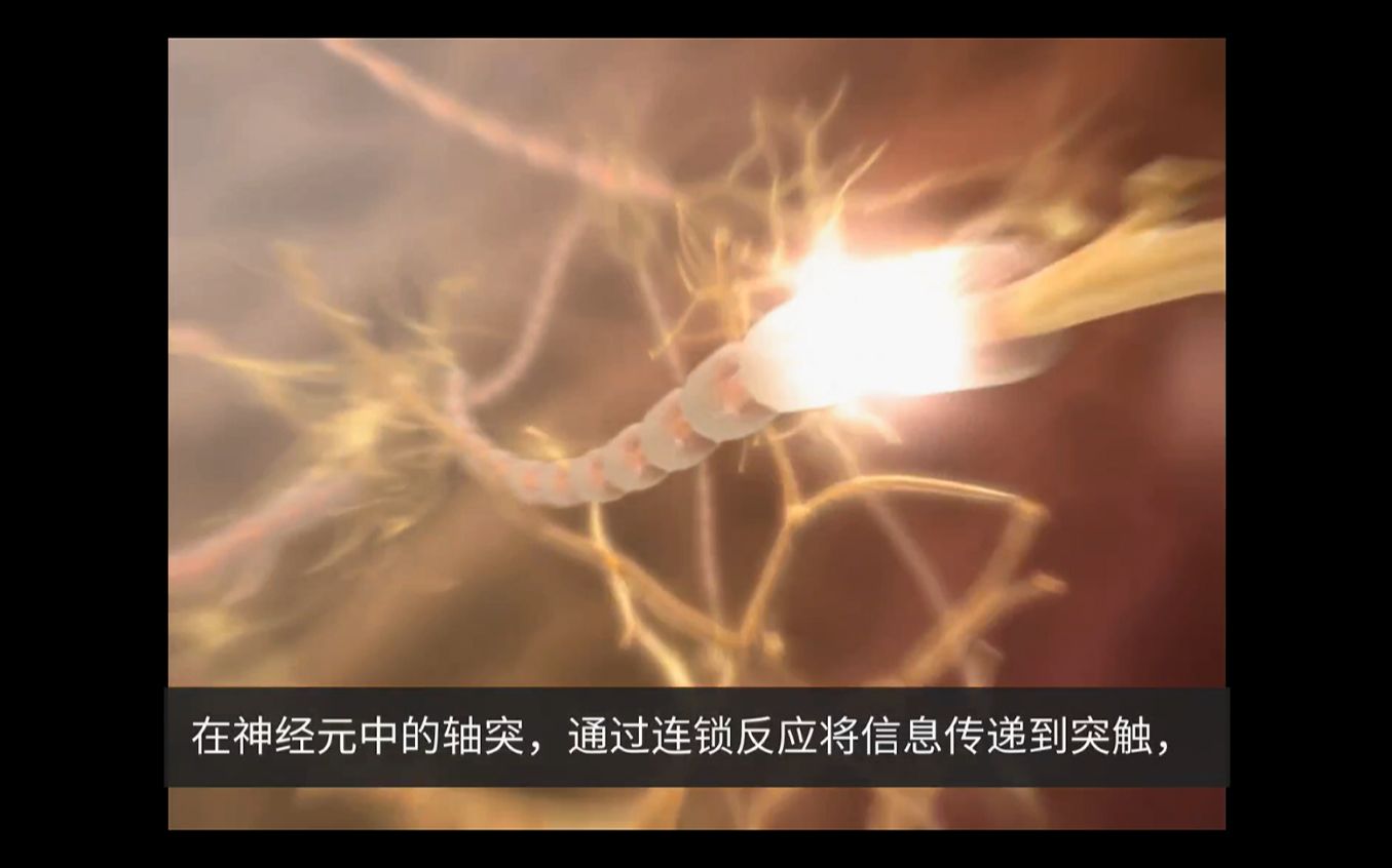 神经系统是如何传递信息的 中文字幕