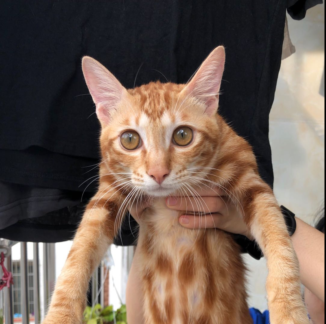 小不点想养猫 