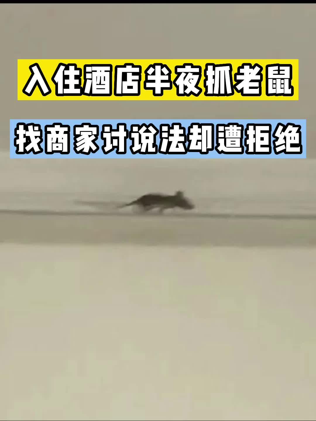 入住酒店半夜抓老鼠,找商家讨说法却遭拒绝!#黑猫投诉