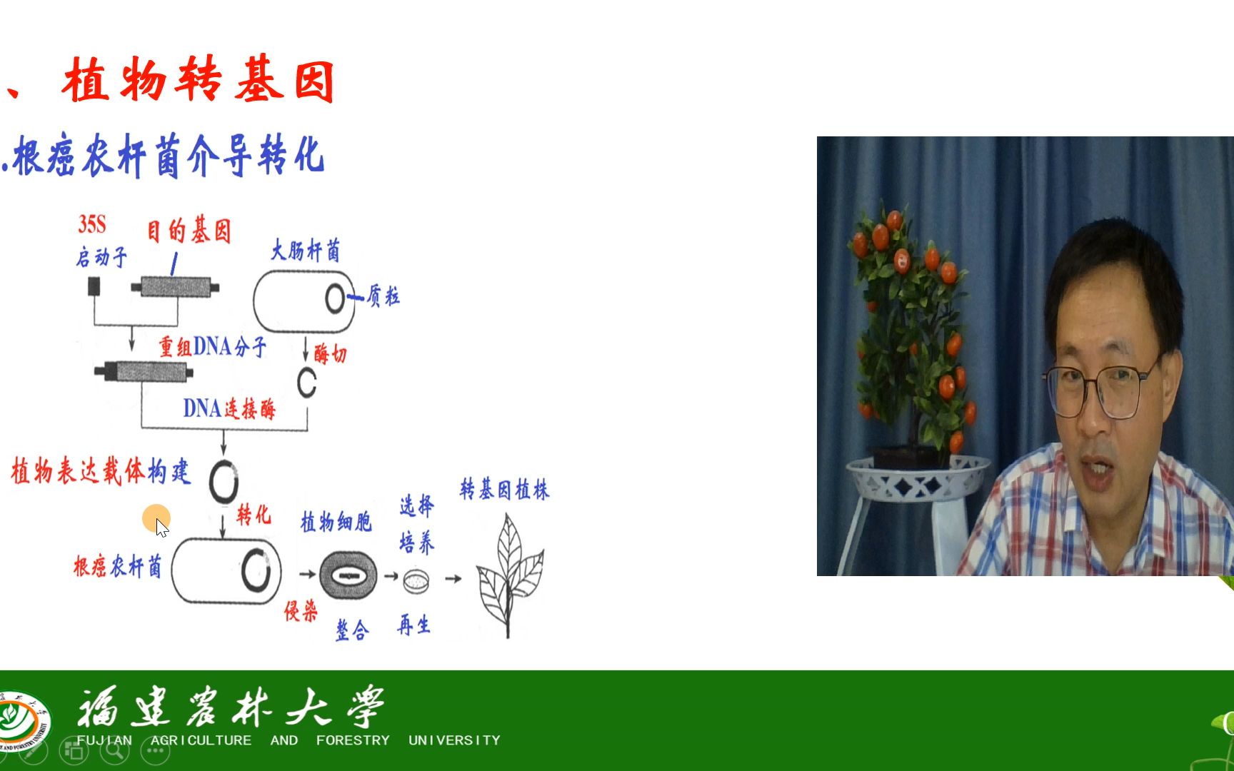 基因的表达与调控-基因工程-植物转基因-茶创2021级