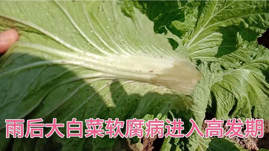 阴雨连绵造成大白菜软腐病快速蔓延,要及时防治。