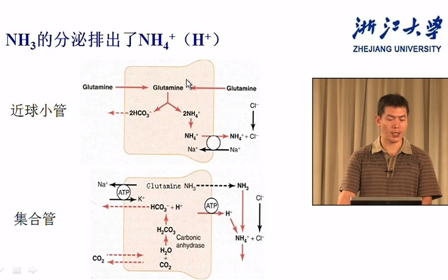 浙江大学生理学_肾小管的分泌和排泄