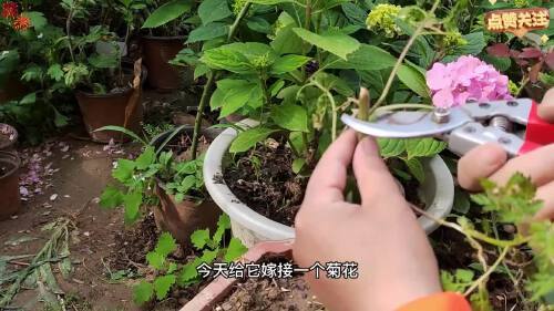黄蒿嫁接菊花,手残党也能秒变园艺大师!超简单教程一学就会