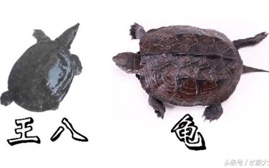 乌龟与王八——龟鳖目
