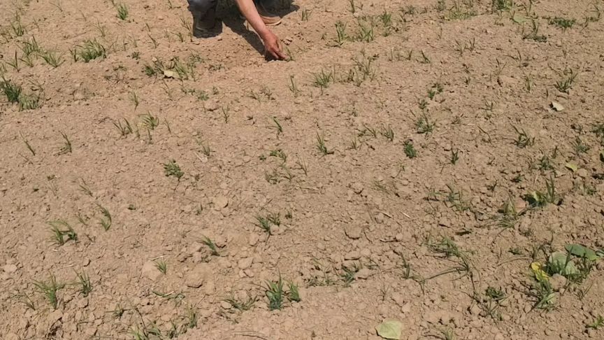 水稻旱播必须要关注的技术,中海聊农业-种植篇