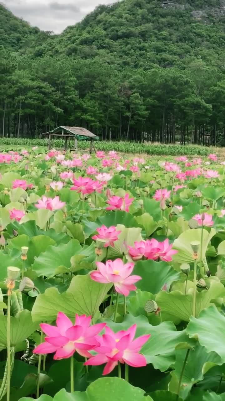 荷塘美景尽收眼底!荷塘月色