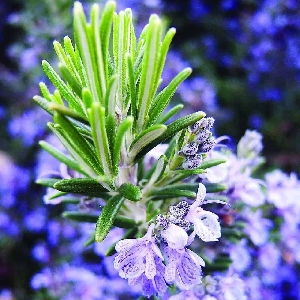 香精香料食品香精 