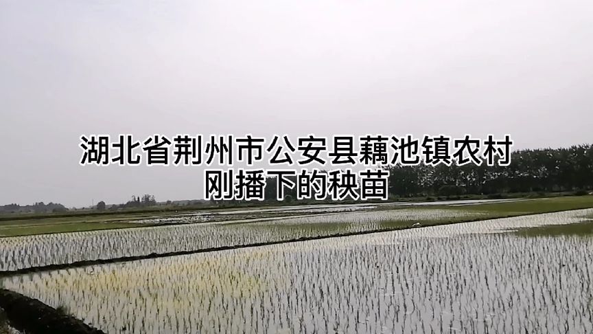 农村田地生长的禾苗