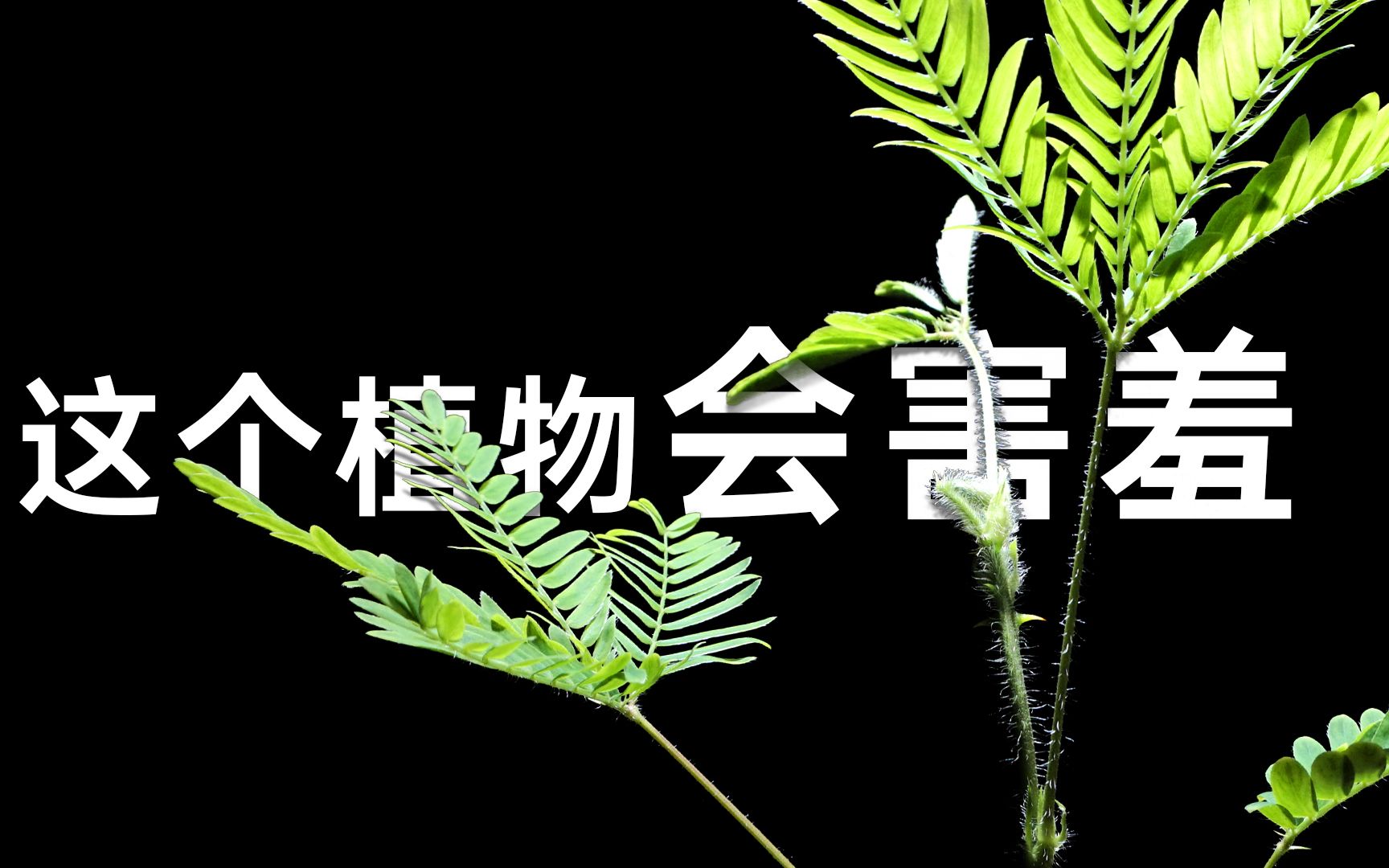 你见过【 含 羞 草 】是如何生长的吗?79天,up拍摄含羞草生长过程