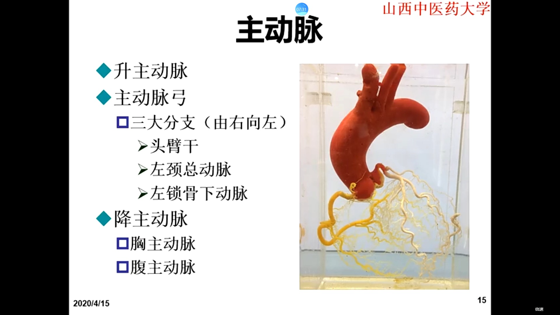 正常人体解剖学(课时39,主动脉、头部动脉)