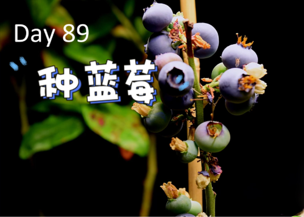 蓝莓籽能种出蓝莓吗?我记录了蓝莓生长过程