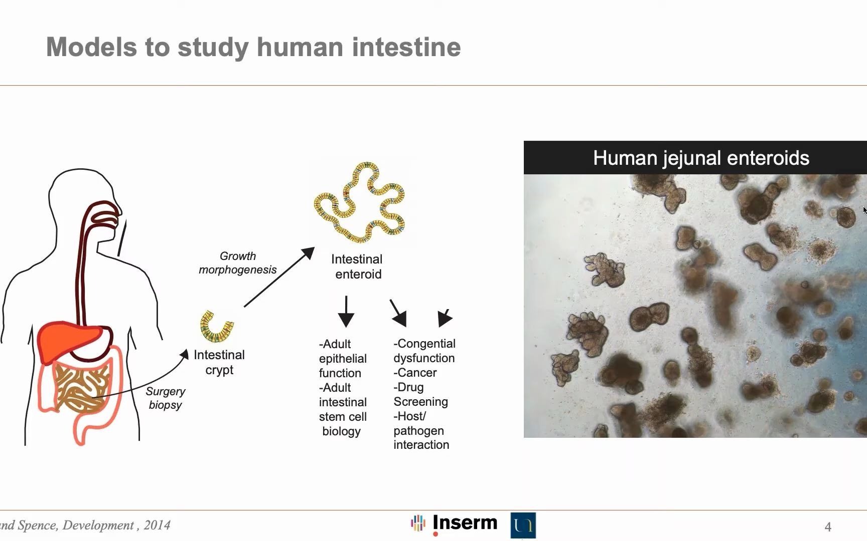 【STEMCELL网络公开课】从多能干细胞到肠类器官:走向复杂的组织...