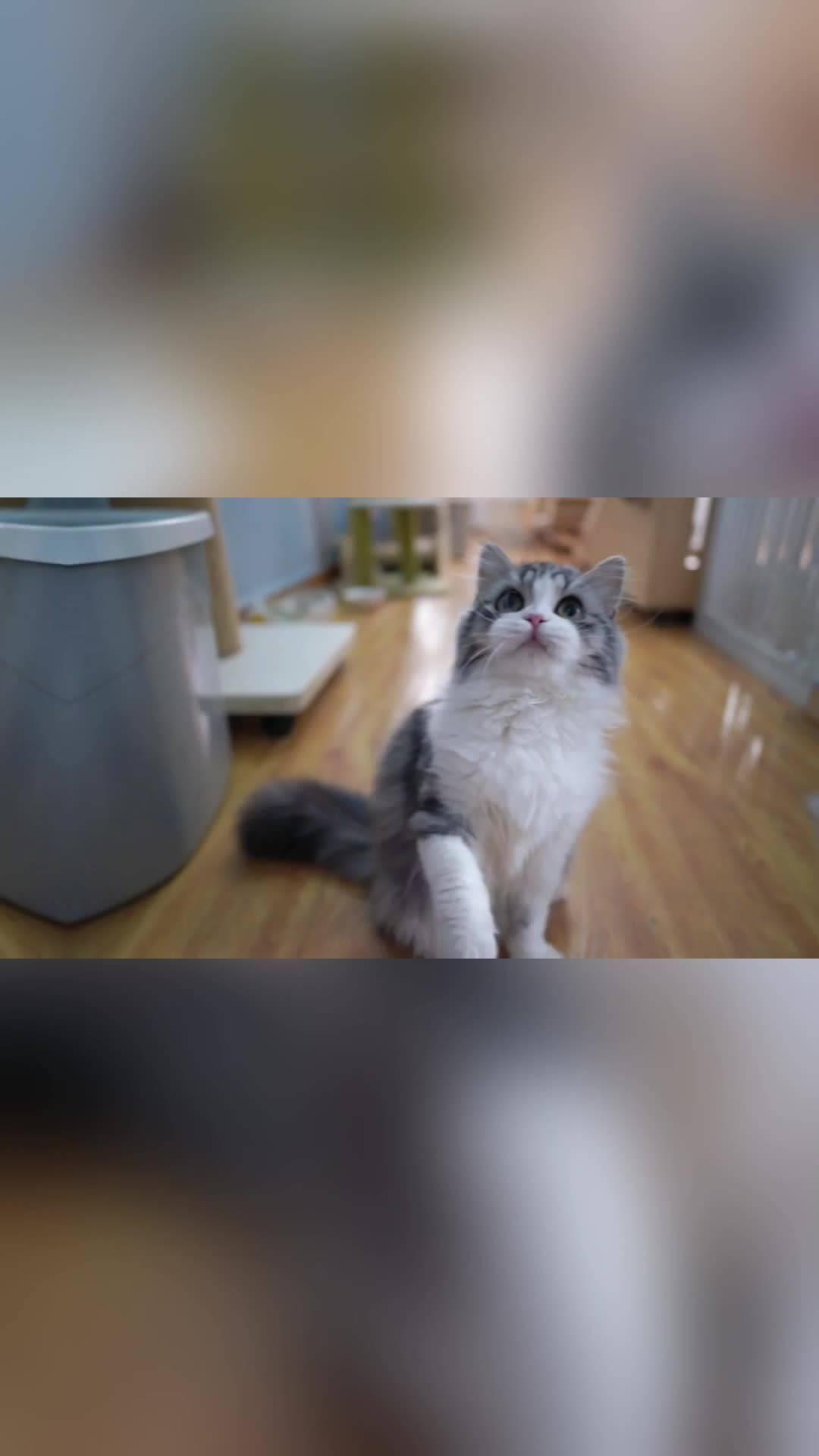 猫咪熟悉猫抓棒之后就会玩得特别开心!