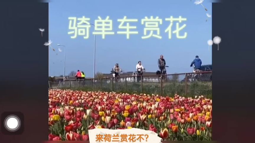 荷兰也被称为自行车王国!首相都是骑单车上班的!#海外生活