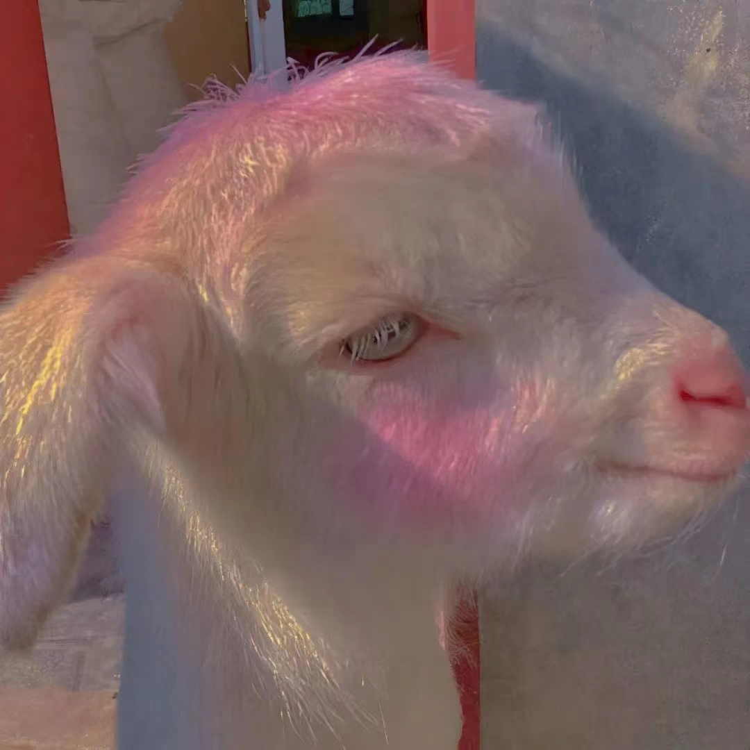 wow吃狼的小绵羊 