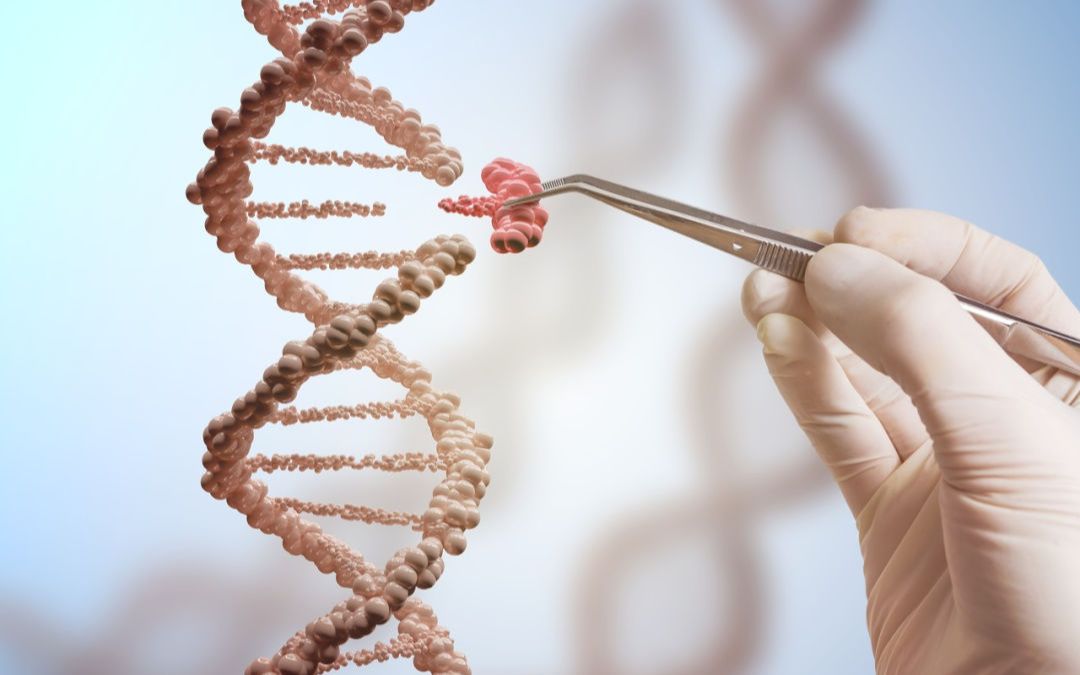 2024生物高考二轮复习:PCR引物设计-引物的位置设计