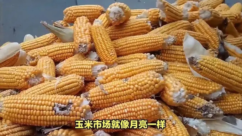 玉米价格:从"黄金粒"到"谷底价",市场背后的风云变幻