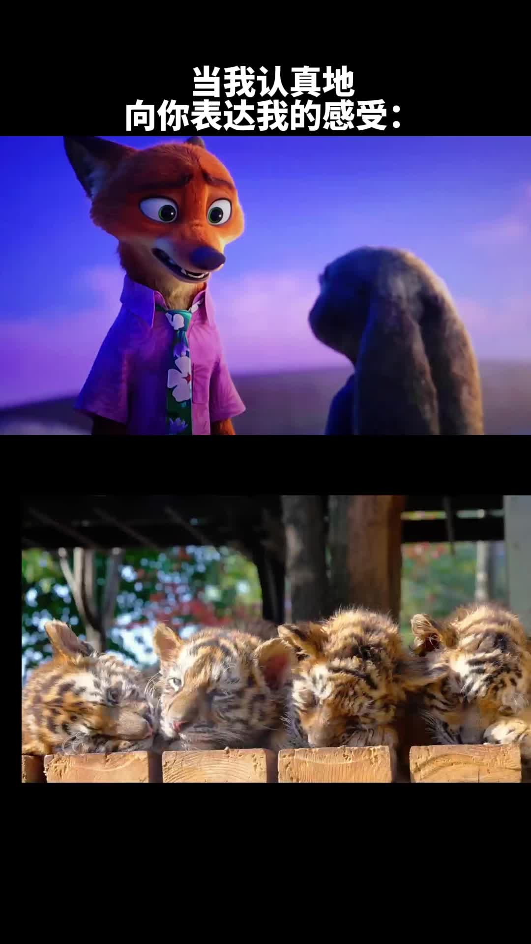 ...宝宝#幼崽成长记#奶凶奶凶的小老虎#长沙必打卡虎园#疯狂动物城2