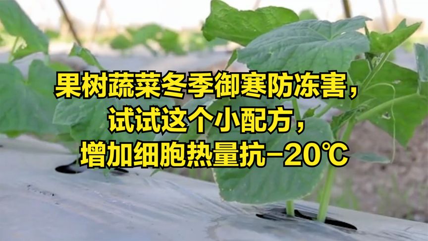 果树蔬菜冬季御寒防冻害,试试这个小配方,增加细胞热量抗-20℃