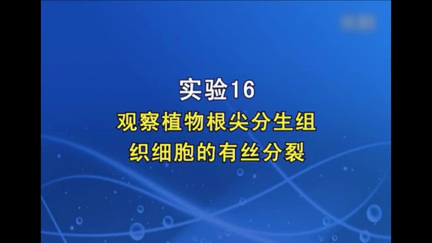高中生物实验-观察植物根尖分生组织细胞的有丝分裂