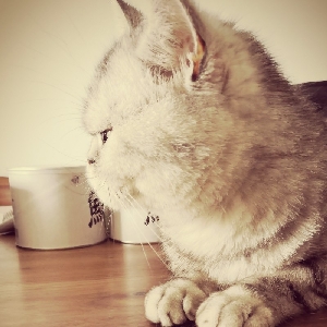 猫毛卯冇 