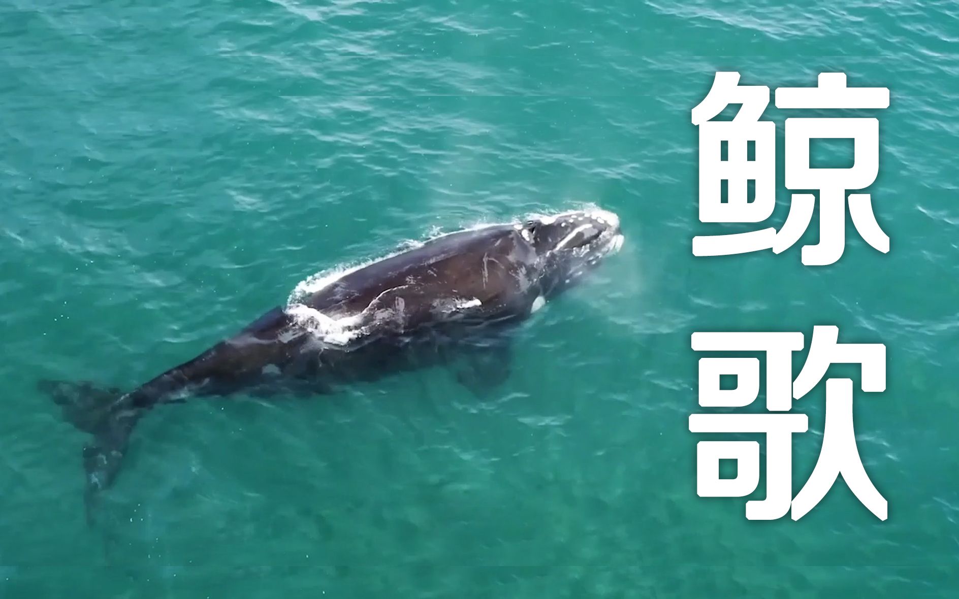 爱尔兰南海岸的鲸歌