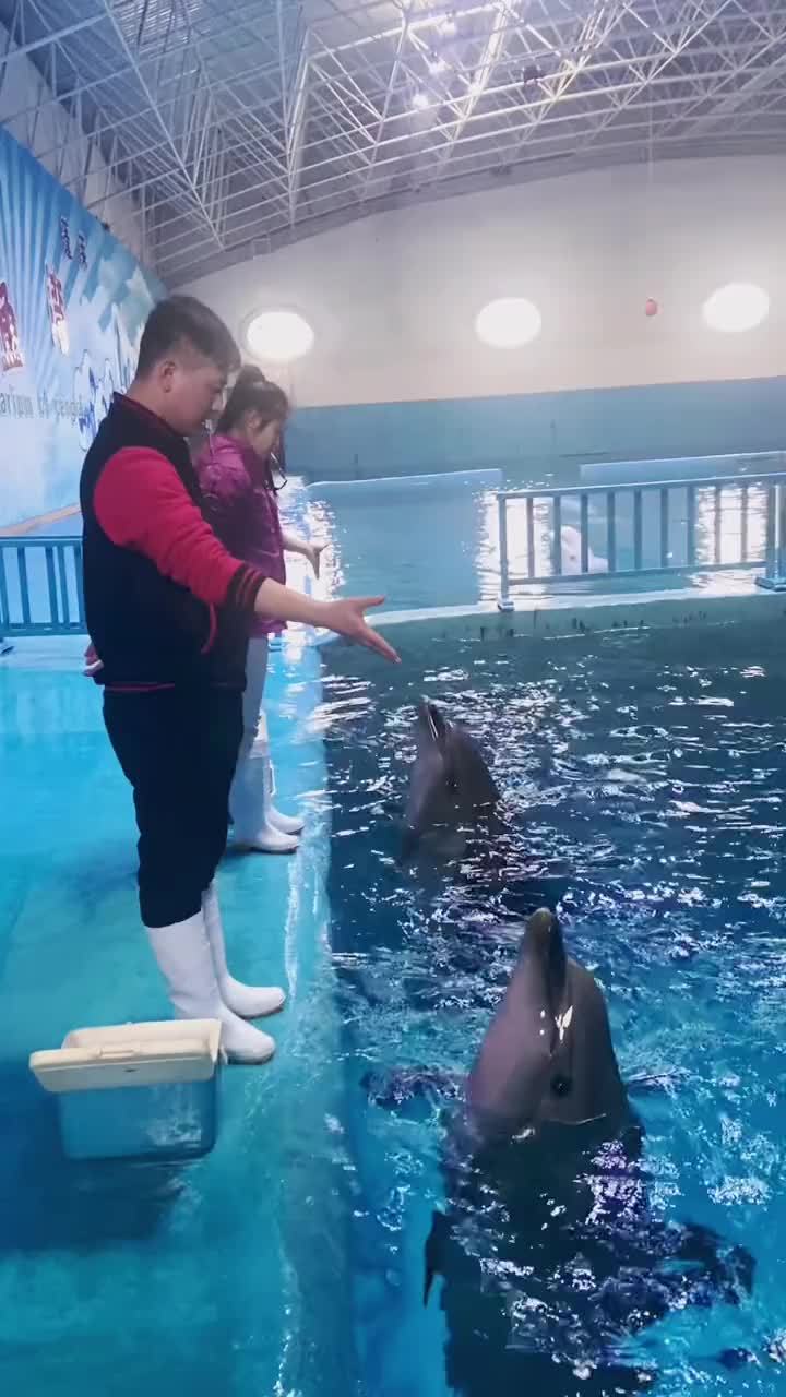 这是我见过最精彩的海豚表演